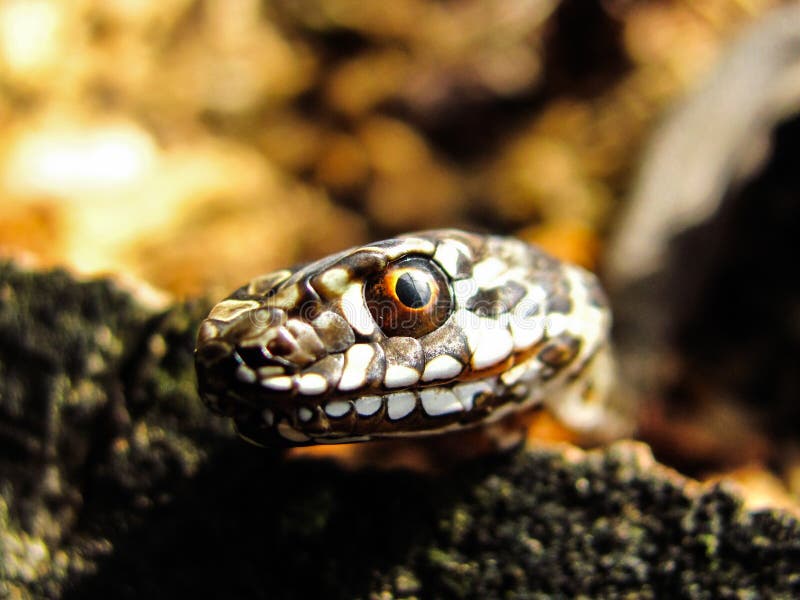 Orm fotografering för bildbyråer. Bild av fotografi, medf8ort - 69273765