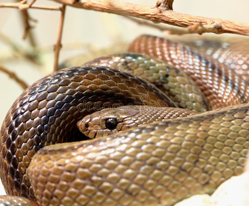 Orm Boa av Madagascar arkivfoto. Bild av biologi, boja - 70038682