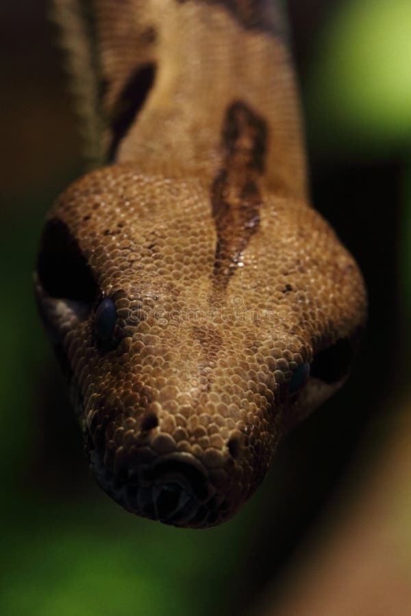Orm Boa av Madagascar arkivfoto. Bild av close, closeup - 70039386