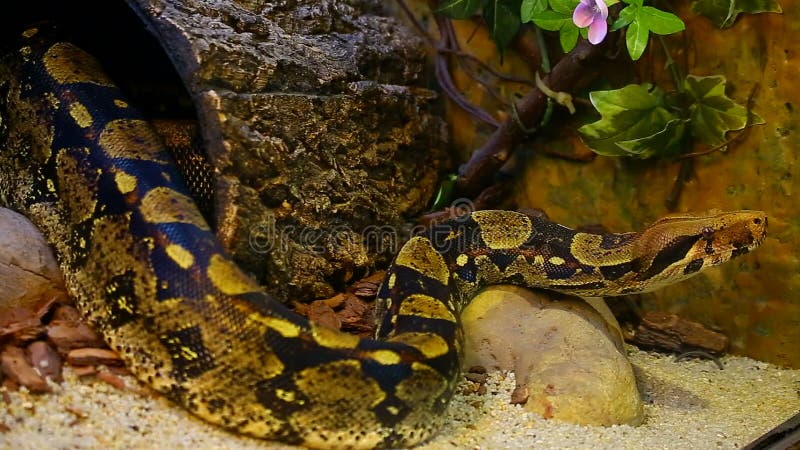 Ormen Filmklipp – 12,289 Ormen Videor - Dreamstime