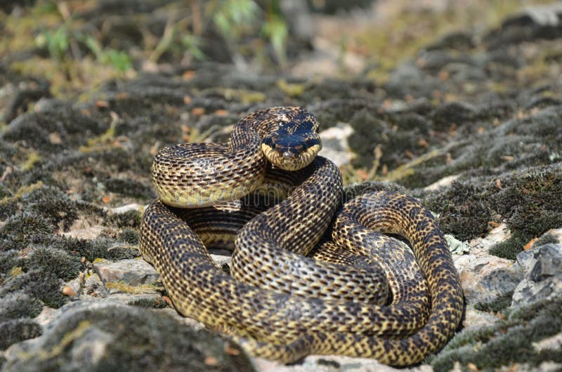 Orm i attackposition arkivfoto. Bild av blad, rättslös - 37484946