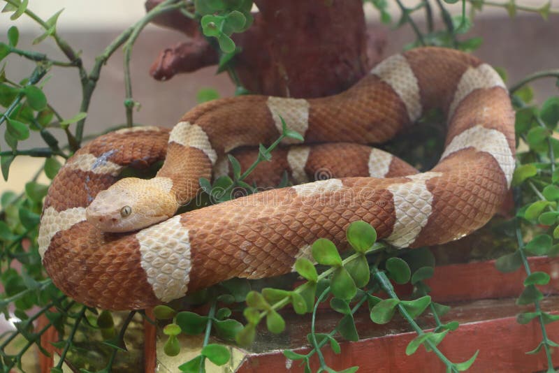 Orm i en terrarium fotografering för bildbyråer. Bild av terarium ...