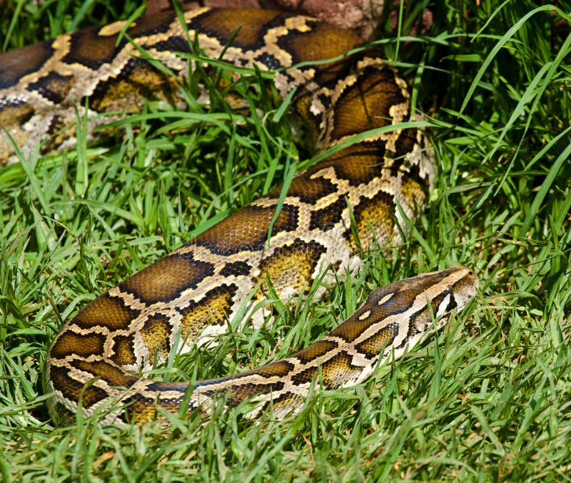Pytonorm arkivfoto. Bild av husdjur, fara, biologi, kusligt - 2824312
