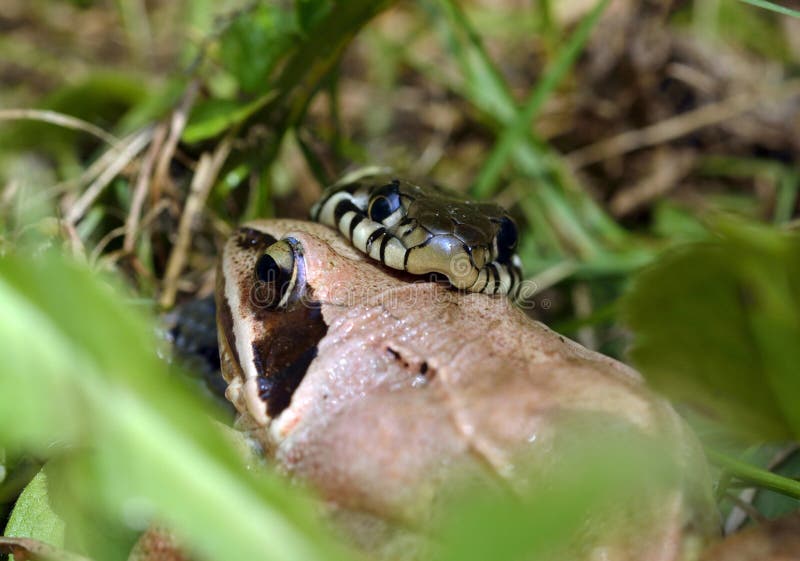 Orm Och Groda materielbilder - royalty för nedladdning 256 frigör foto