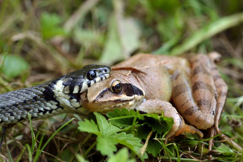 6,940 Orm Och Groda Stock Photos - Free & Royalty-Free Stock Foton från ...