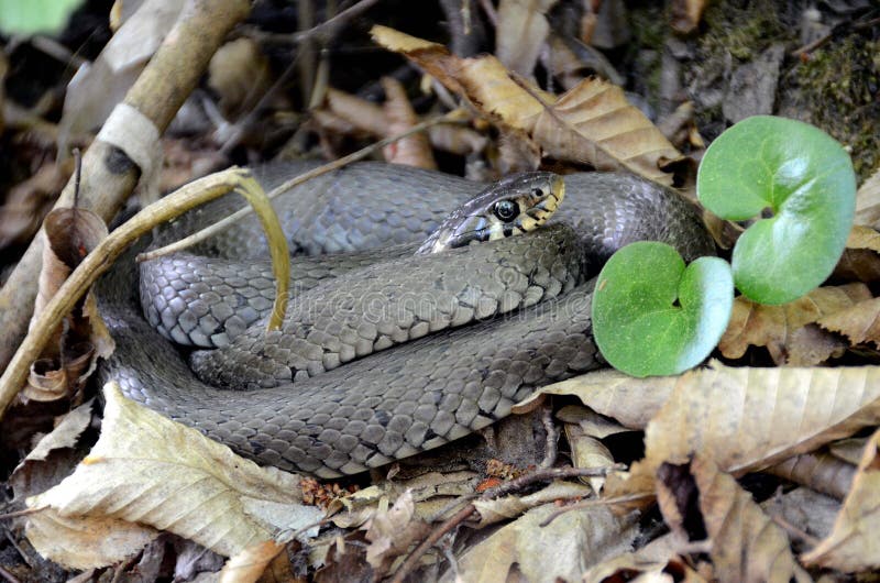 Snok Som Kryper Fram Jordningen White För Orm För Bakgrundsillustration ...