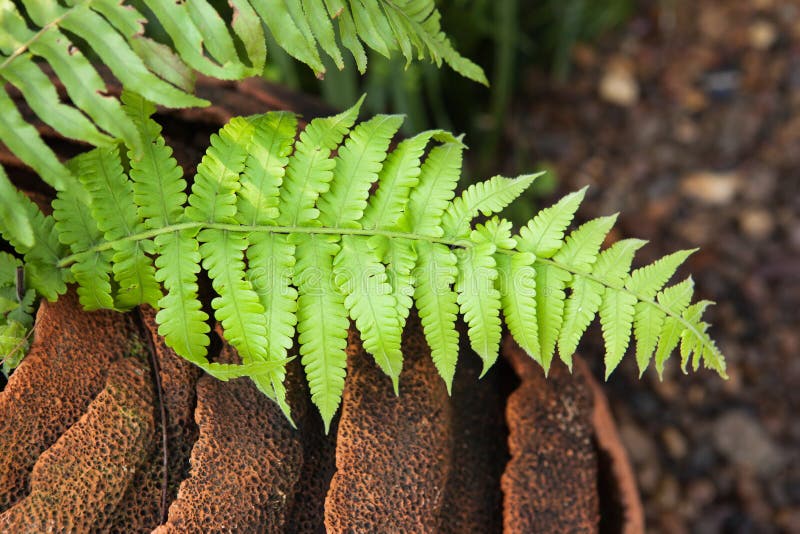 Ormbunke i en blomkruka arkivfoto. Bild av blomma, fern - 31122222