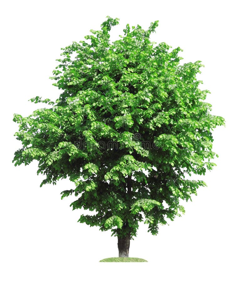 Arbre D'orme Rouge D'automne, D'isolement Au-dessus Du Blanc Photo ...