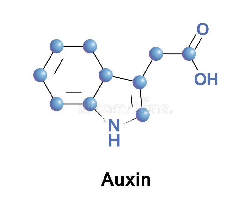 Ormoni Vegetali Delle Auxine Illustrazione Vettoriale - Illustrazione ...