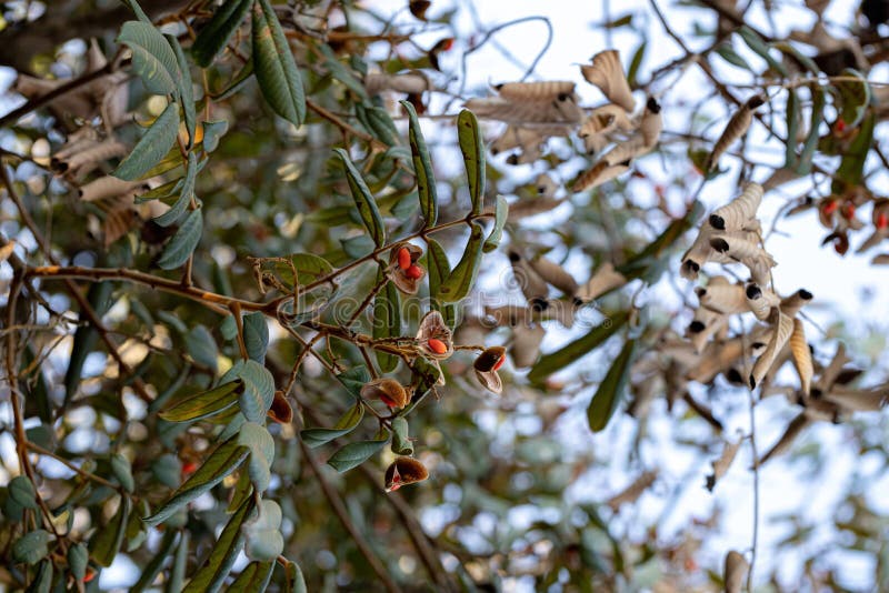 Ormosia Tree with Red Seeds Stock Image - Image of chocho, plant: 228541997