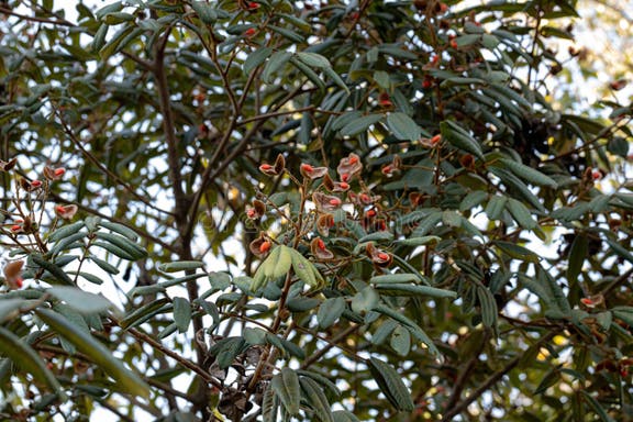 Ormosia Tree with Red Seeds Stock Photo - Image of detail, leaf: 228542024