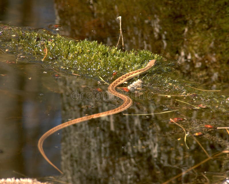 Vattenorm I Black Sea (natrixen) Arkivfoto - Bild av tärning, ormar ...