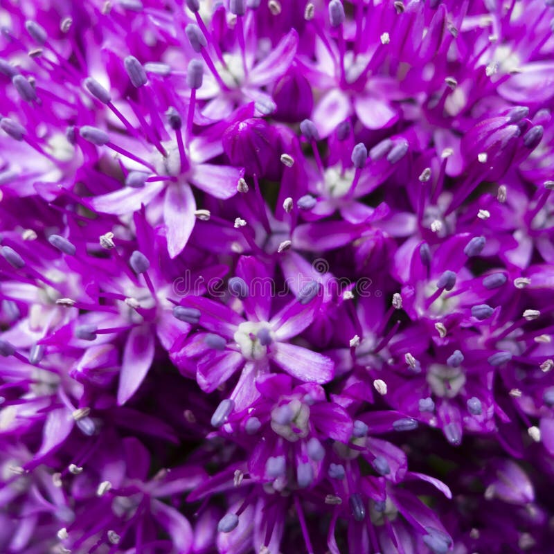Ornamental allium flower stock image. Image of floral - 25393915