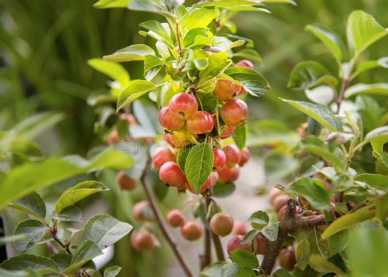 The Ornamental Apple Tree Evereste with Orange-red Fruit Stock Photo ...
