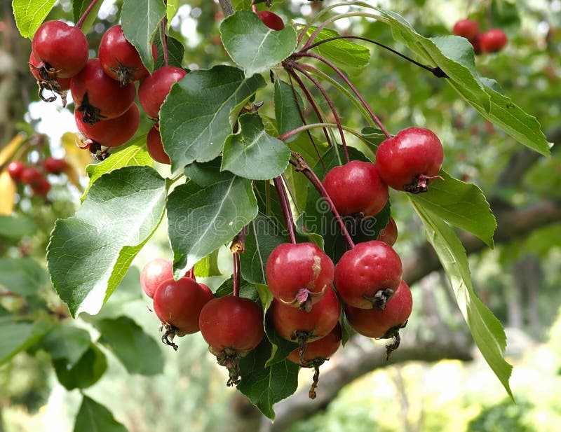 Ornamental Apple Tree Blooming Called Cooking Apple. Spring Flowering ...