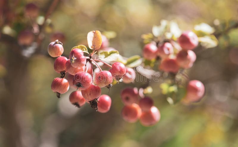 Ornamental Apple Tree Red Sentinel Vintage Lens Rendering Stock Photo ...
