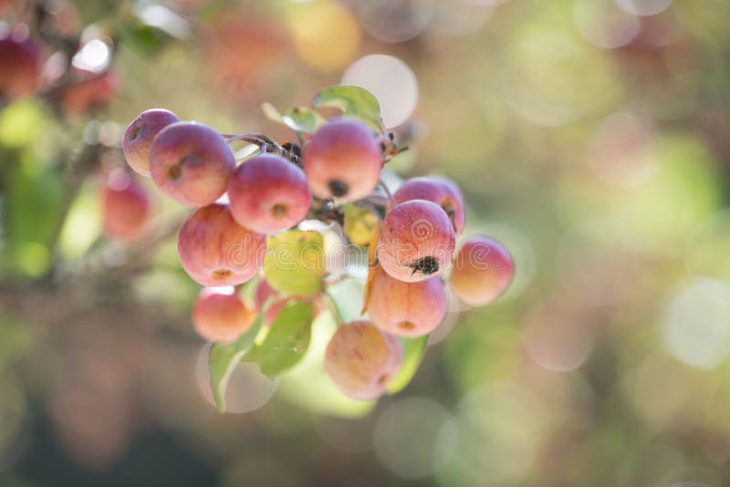 Ornamental Apple Tree Red Sentinel Stock Photo - Image of plants ...