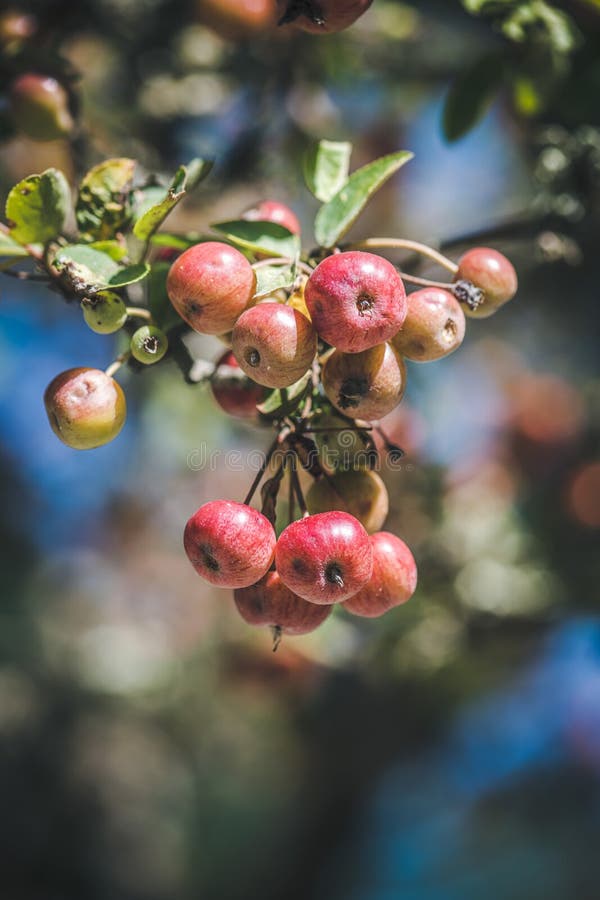 Ornamental Apple Tree Red Sentinel Stock Photo - Image of decorative ...