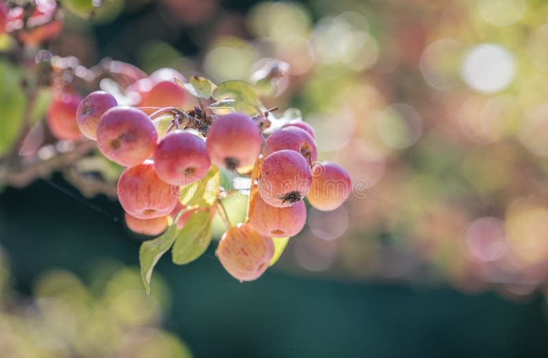Ornamental Apple Tree Red Sentinel Stock Image - Image of plant, tree ...