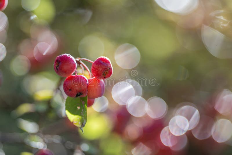 Ornamental Apple Tree Red Sentinel Stock Image - Image of tree, fruit ...