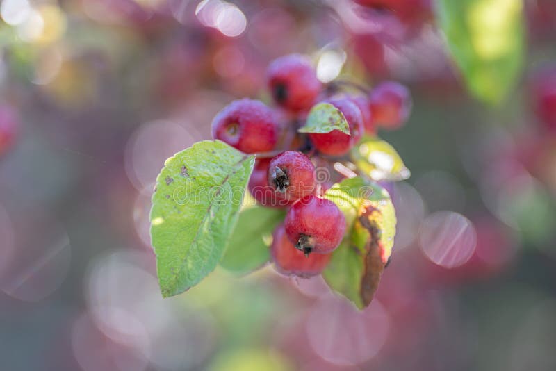 Ornamental Apple Tree Red Sentinel Stock Photo - Image of outdoor ...