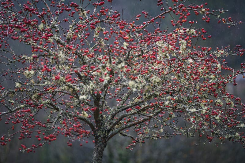 Ornamental red apple tree stock photo. Image of plant - 209238336