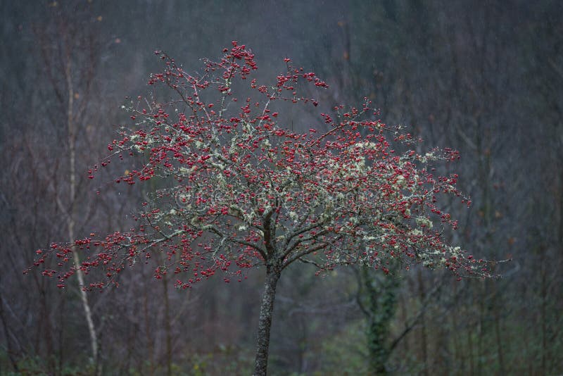 Ornamental red apple tree stock image. Image of close - 209238455