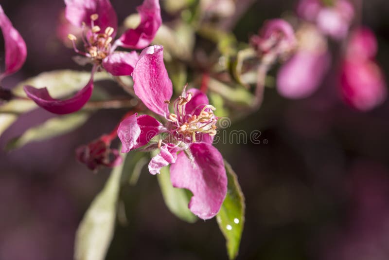 Ornamental Apple Tree Royal Beauty. Stock Photo - Image of springtime ...