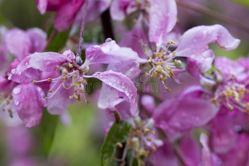 Royal beauty stock image. Image of chair, people, lonely - 11826065