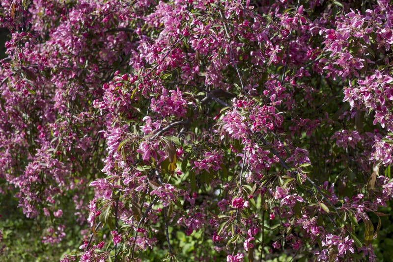 Royal beauty stock image. Image of chair, people, lonely - 11826065