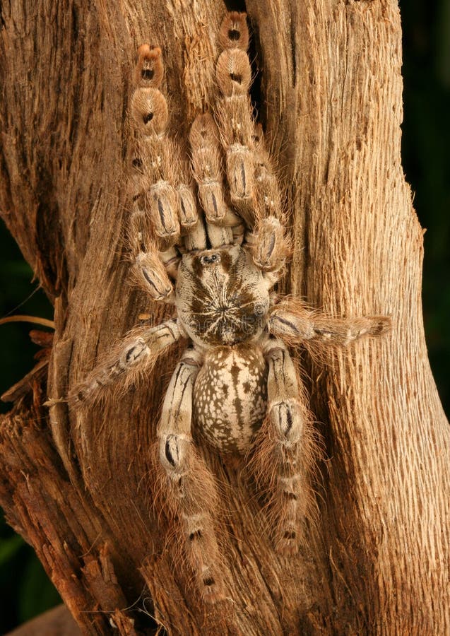 Tarantula - Heteroscodra Maculata Stock Photo - Image of white, cold ...