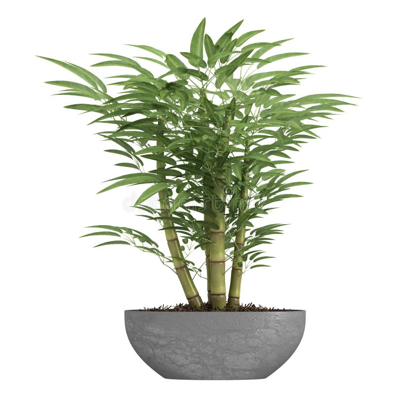 Life Cycle Of Bamboo Plant at Francis Manley blog