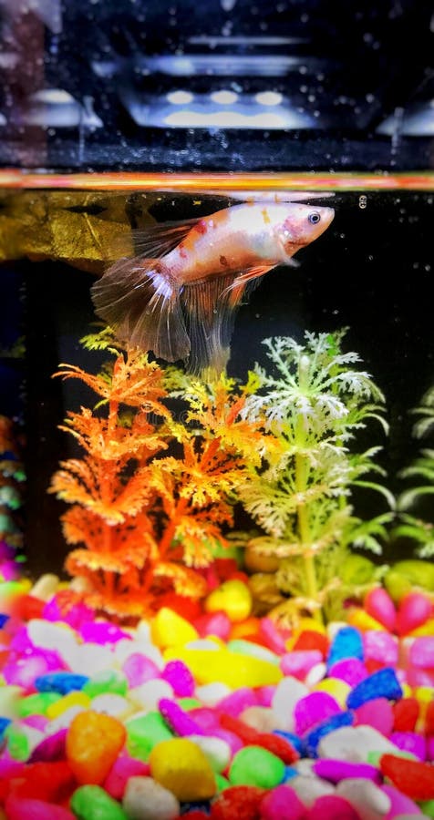 Ornamental Betta Fish and Its Place Stock Image - Image of fish ...