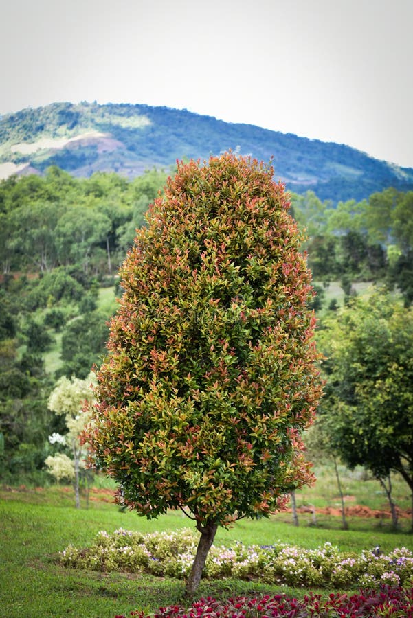 Ornamental Broad Leaf Evergreen Tree Stock Image - Image of environment ...