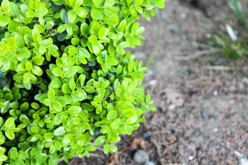 Ornamental Shrub With Round Green Leaves In Spring Garden Stock Image
