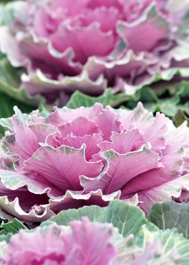 Ornamental Cabbage stock photo. Image of food, closeup - 266874