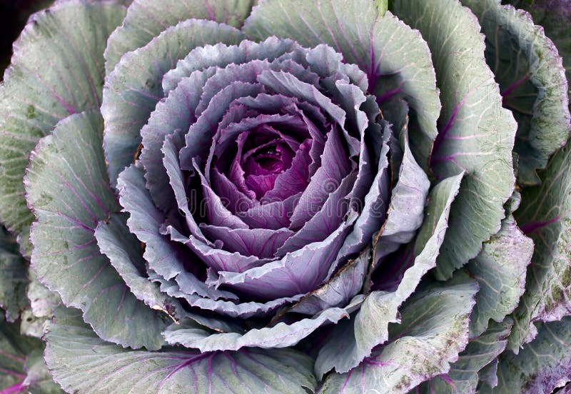 Ornamental Cabbage stock photo. Image of food, closeup - 266874