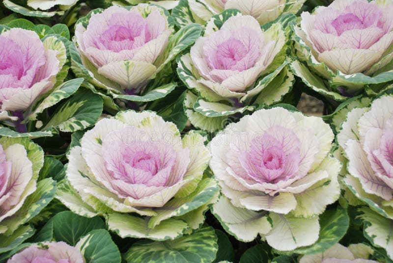 Ornamental Cabbage in Botanical Garden, Flowers and Plants, Environment ...