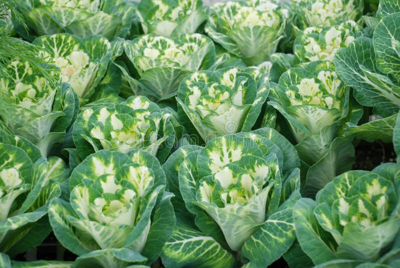 Ornamental Cabbage in Botanical Garden, Flowers and Plants, Environment ...