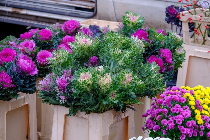 Ornamental Cabbage Brassica Oleracea. Decorative Cabbage Plants on the ...