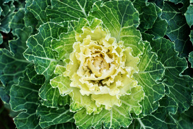 Ornamental Cabbage, Green Natural Abstract Background and Texture Stock ...