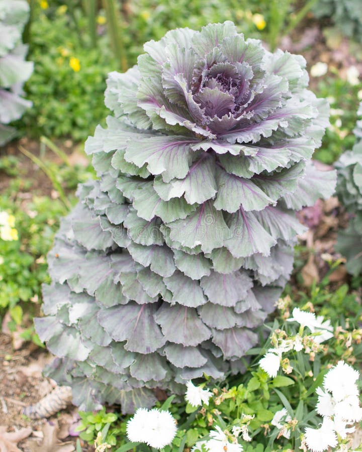 Ornamental Cabbage stock image. Image of ornamental, foliage - 90643367