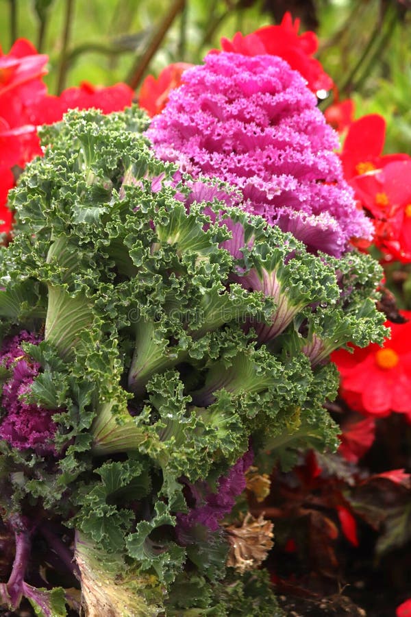 Ornamental Cabbage Plants Growing in a Flower Garden Stock Photo ...