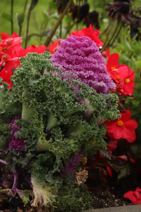 Ornamental Cabbage Plants Growing in a Flower Garden Stock Photo ...