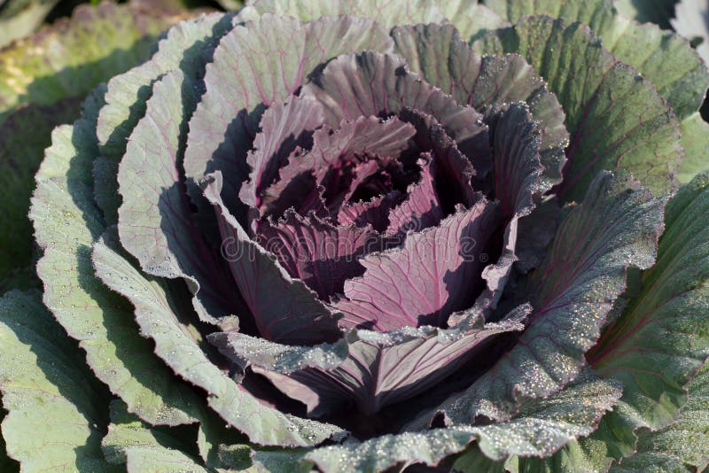Ornamental cabbage roses. stock photo. Image of closeup - 47466254