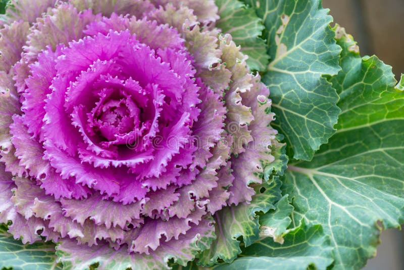 Ornamental Cabbage of Two Colors in the Exhibition Stock Image - Image ...