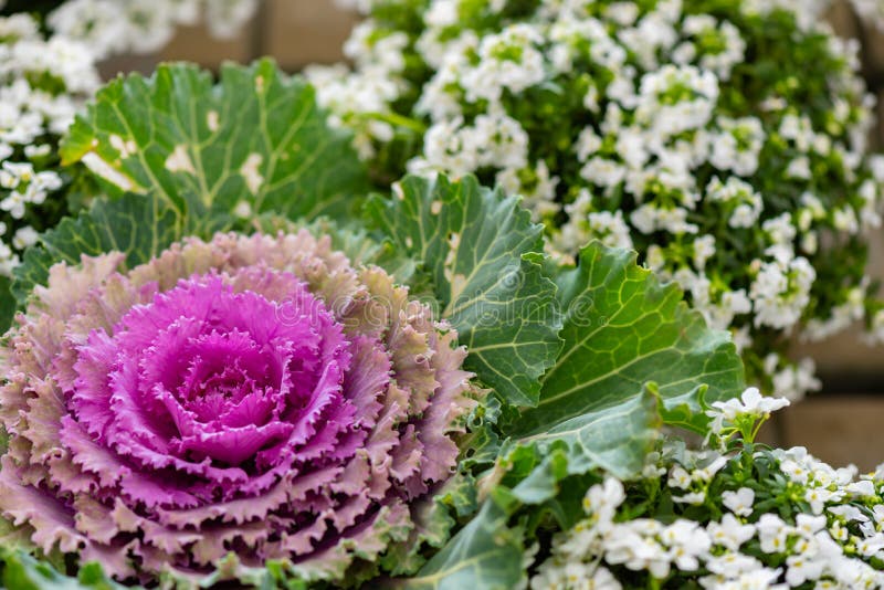 Ornamental Cabbage of Two Colors in the Exhibition Stock Image - Image ...