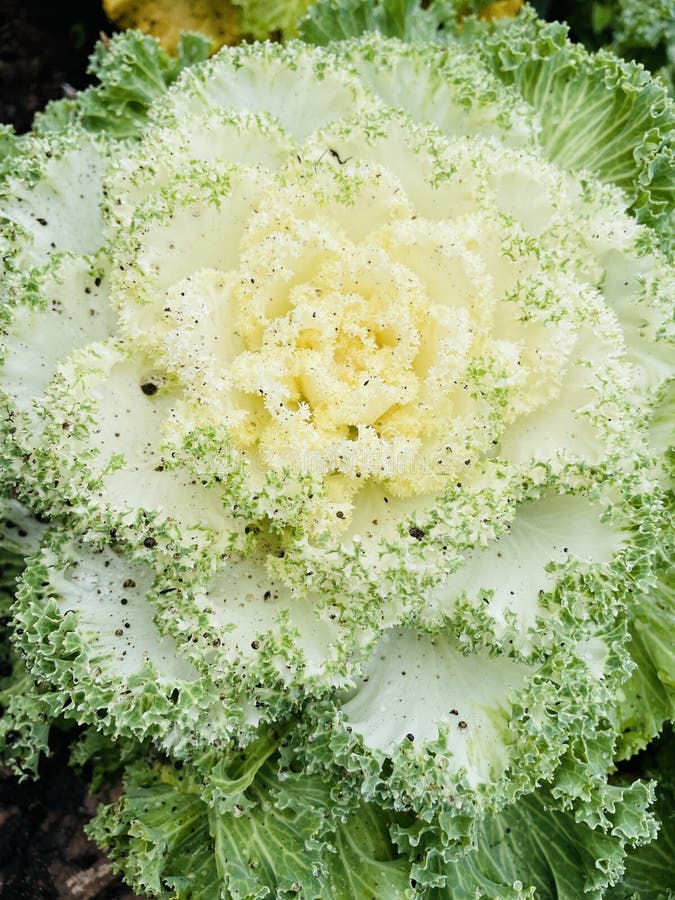 An Ornamental Cabbage in White and Green Stock Photo - Image of ...