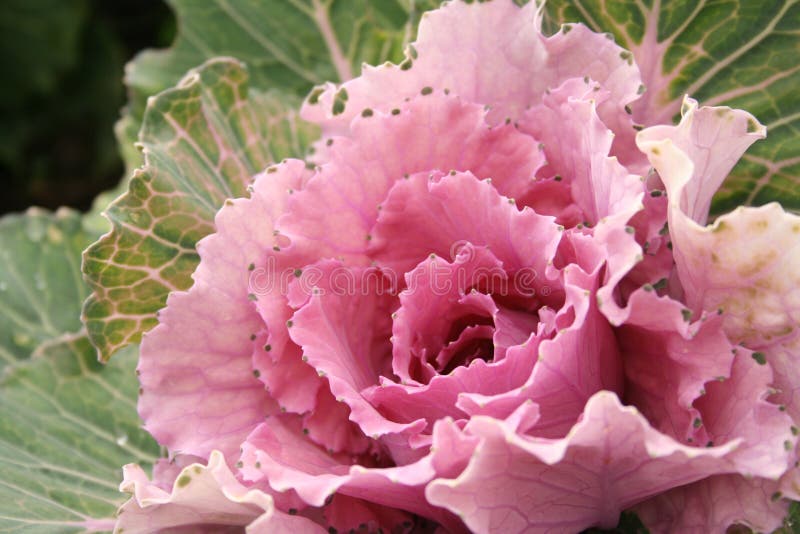 Decorative cabbage stock image. Image of decorative, ornamental - 13528909