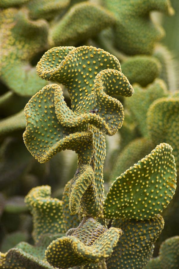 Ornamental cactus plant stock photo. Image of green, greenery - 8419456